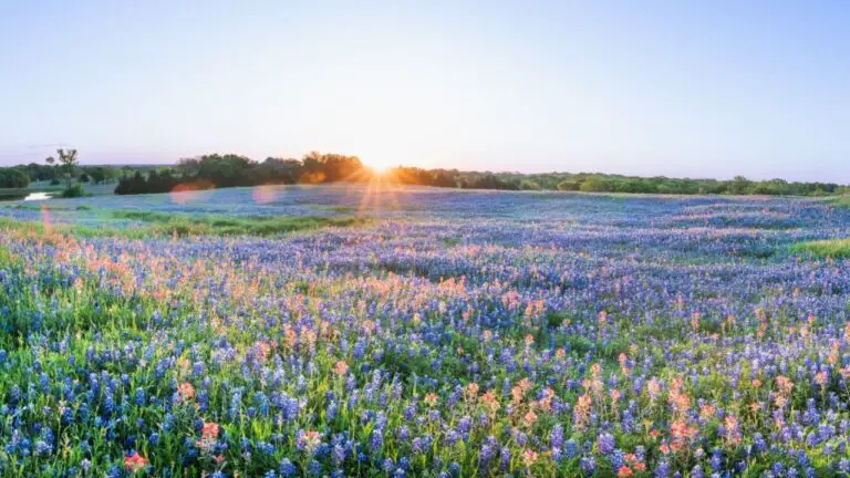 The Ultimate Guide To Texas Bluebonnet Trails: Maps, Tips, And ...