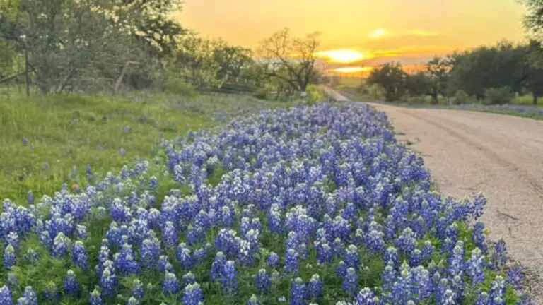 The Ultimate Guide To Texas Bluebonnet Trails: Maps, Tips, And ...