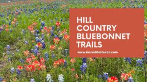 Hill Country Bluebonnet Trails: Explore Willow City Loop, Ennis, Burnet ...