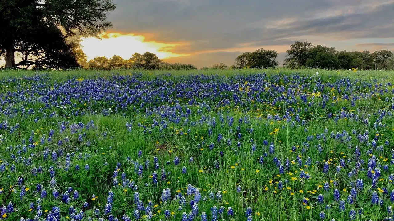 Hill Country Bluebonnet Trails: Explore Willow City Loop, Ennis, Burnet ...